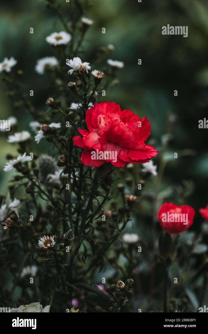 Red carnation spain hi-res stock photography and images - Alamy