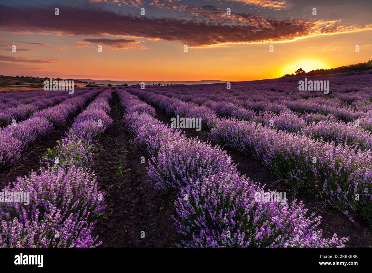 Lavender field at sunrise Stock Photo - Alamy
