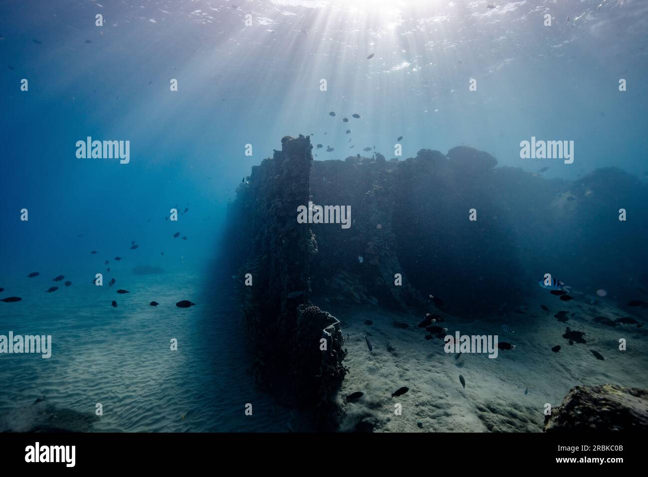 Electric beach freedive with sea turtles and fish in Hawaiian waters ...