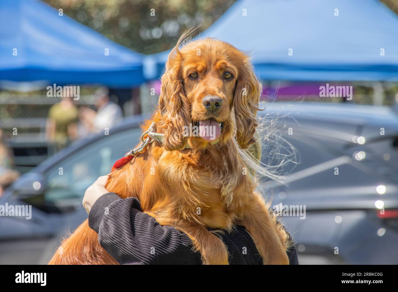 Barryroe Show, West Cork, July 2023 Stock Photo - Alamy