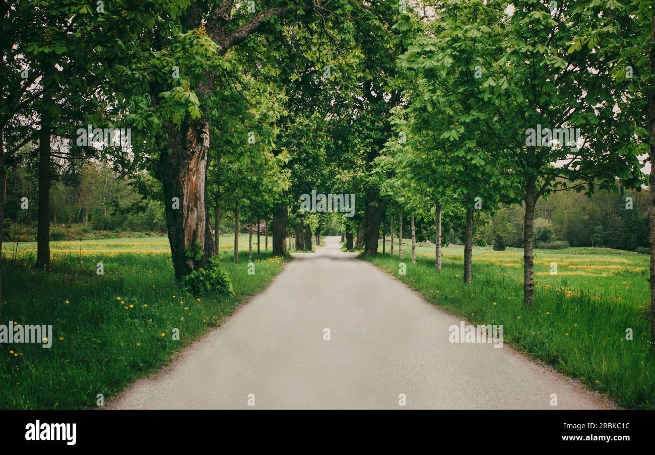 Green tree lined country road in Sweden Stock Photo - Alamy