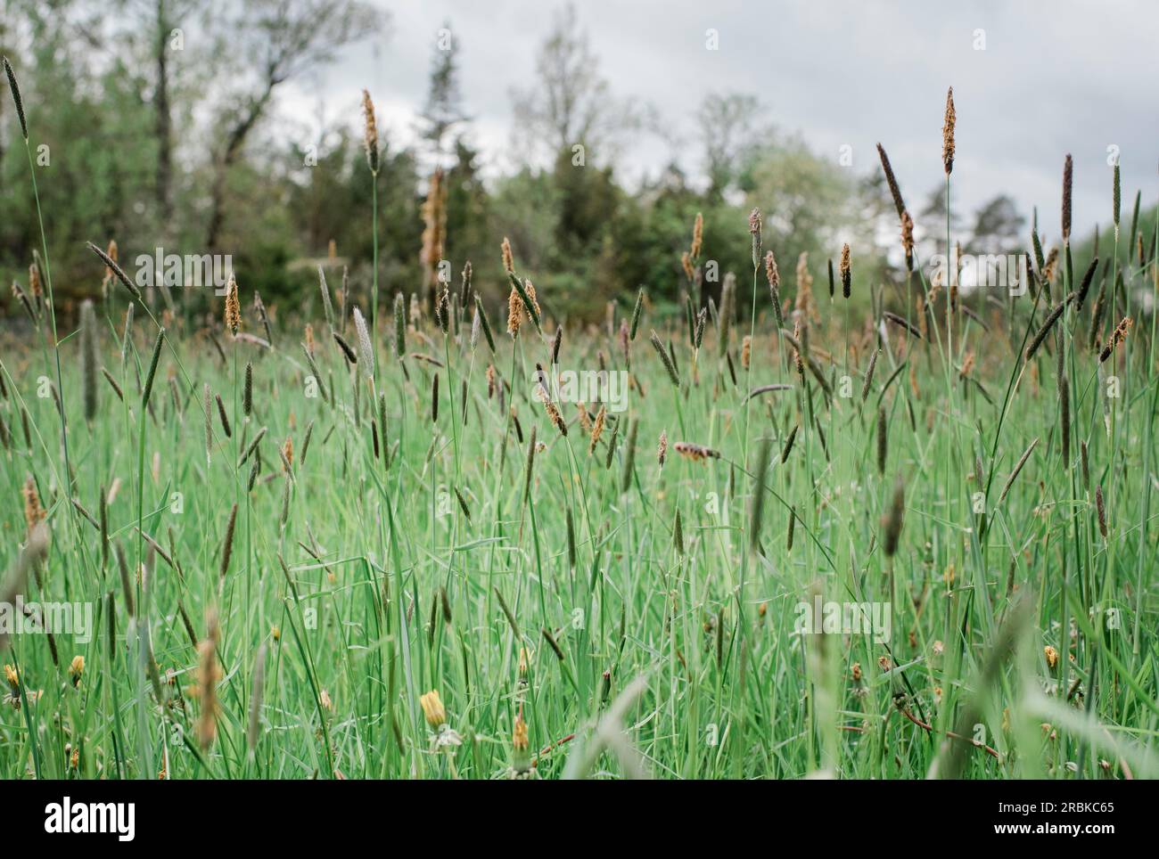Planting trees summer field hi-res stock photography and images - Alamy