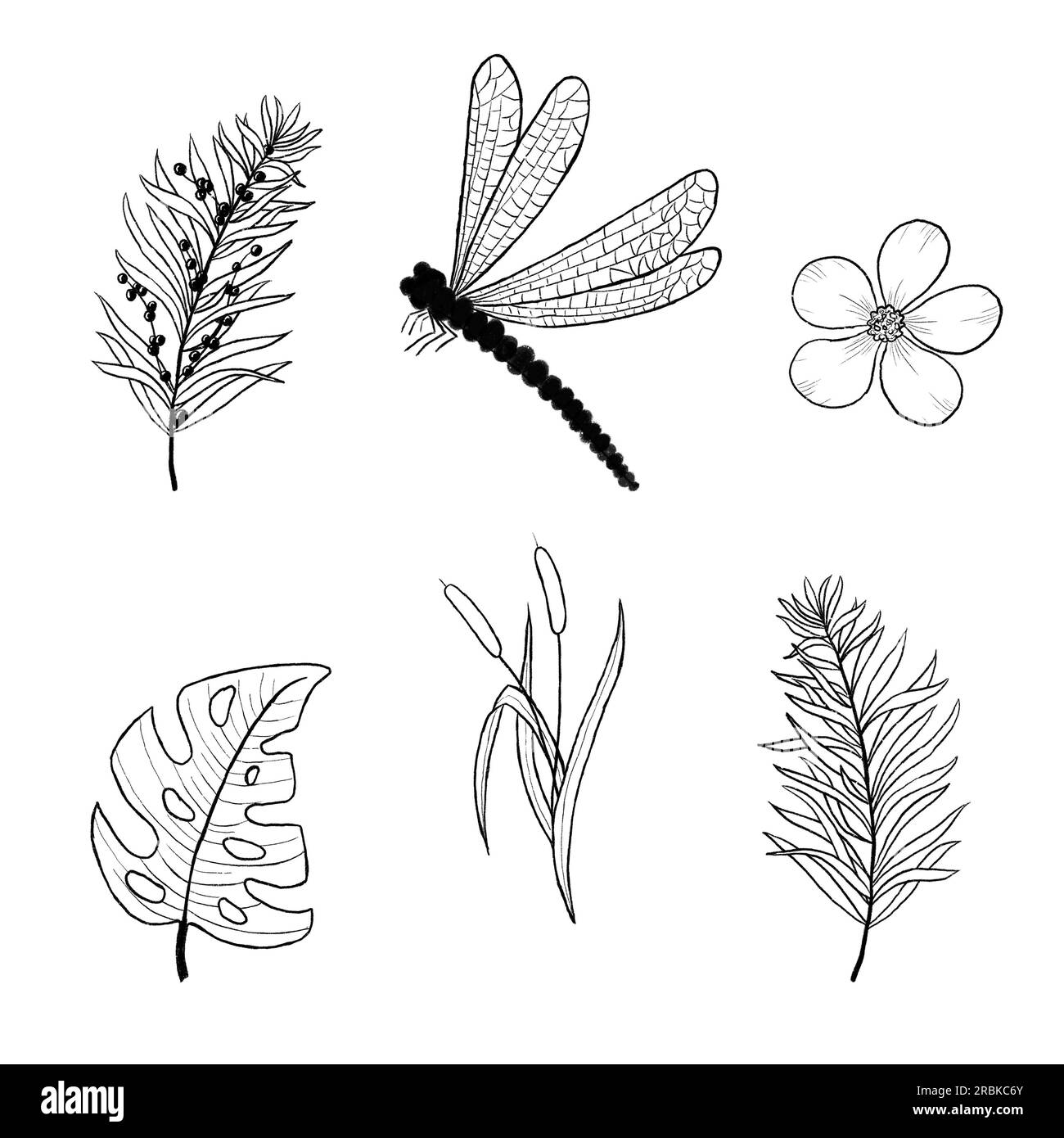 Set with dragonflies and flowers. Line illustration of insects and ...