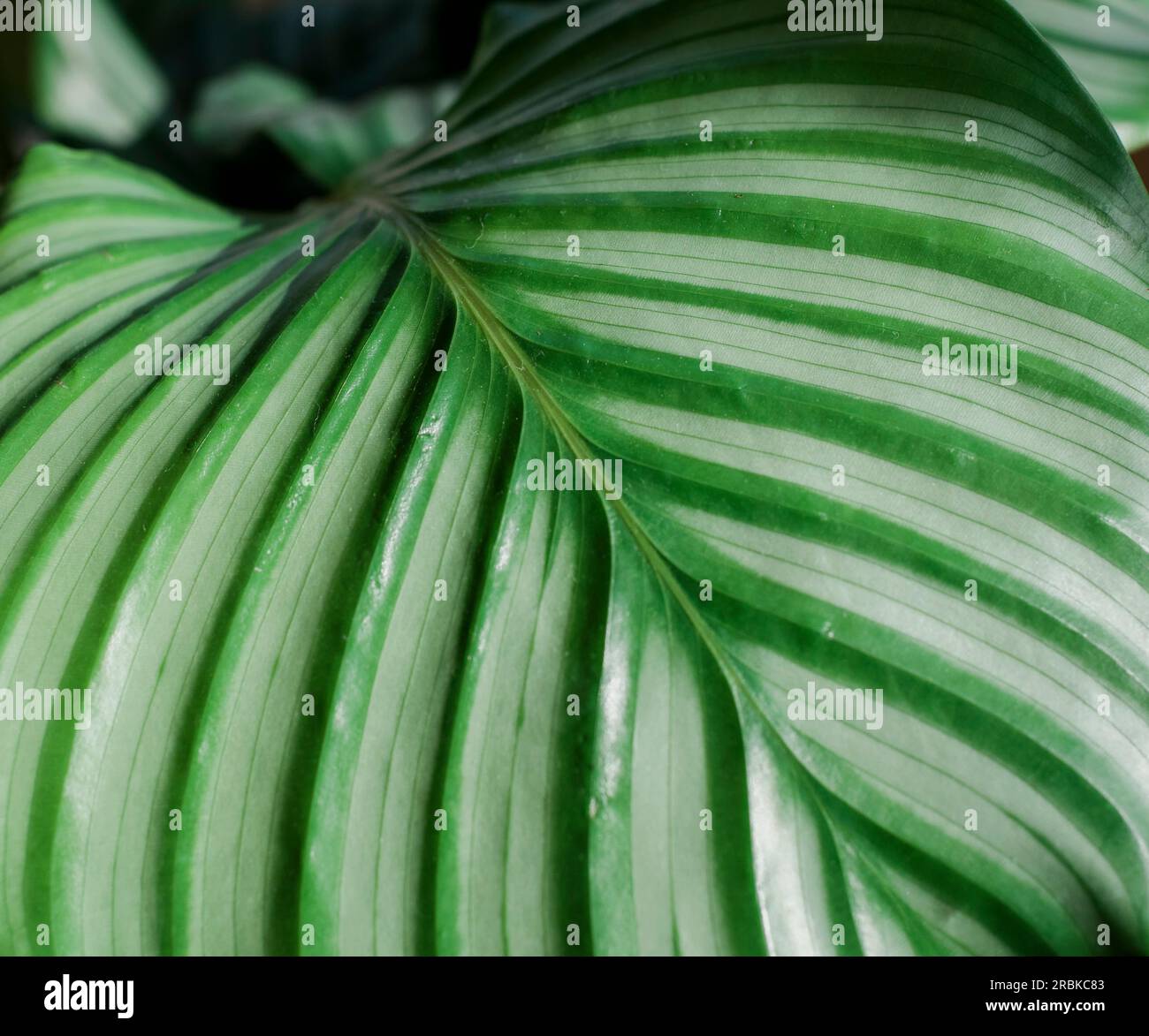 Green leaf close hi-res stock photography and images - Alamy
