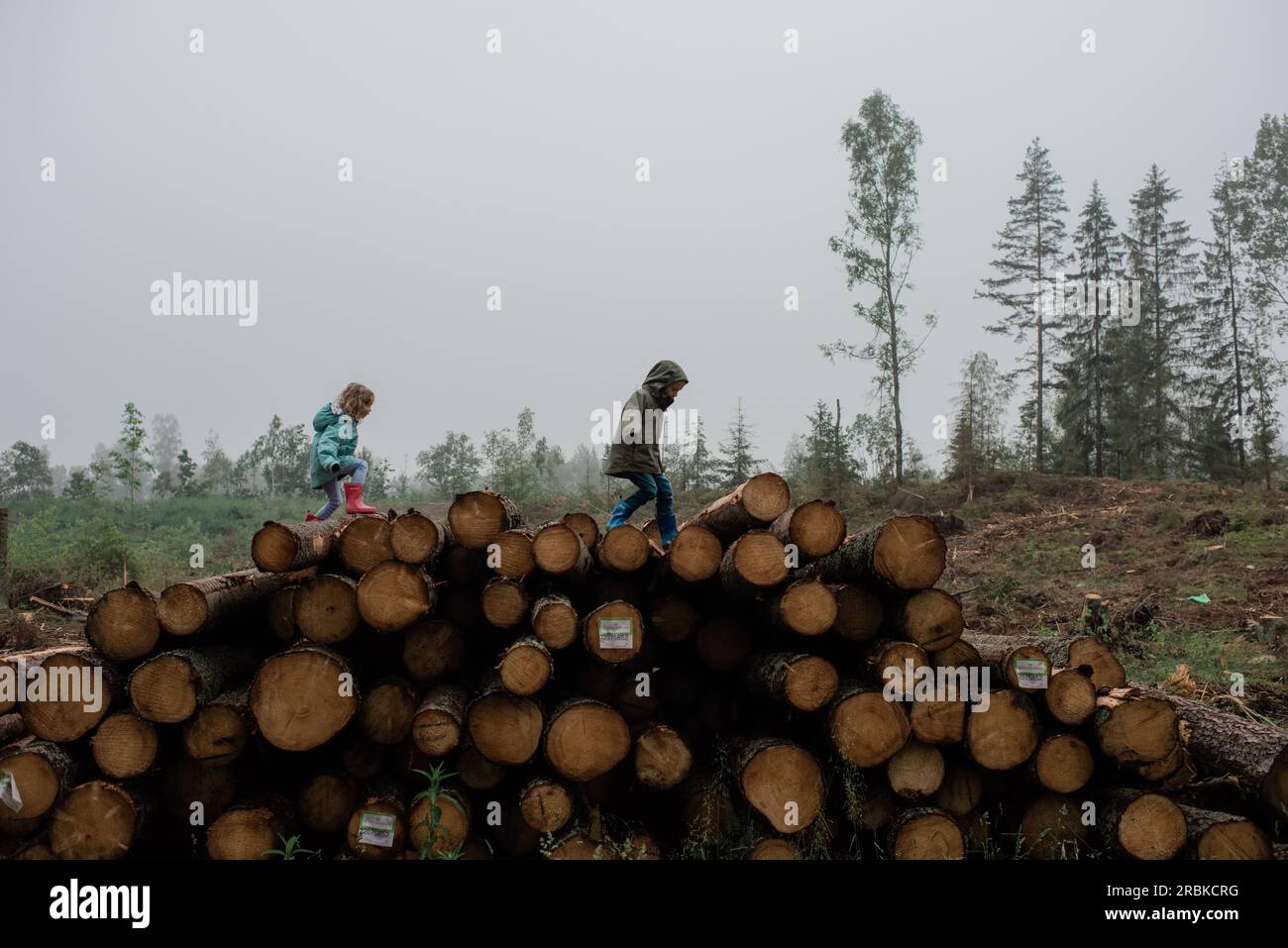 two kids climbing a large pile of logs in the forest Stock Photo - Alamy