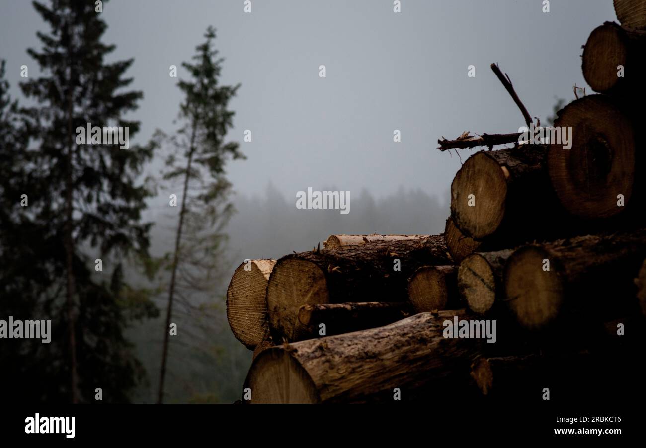 pile of logs in a forest on a rainy foggy day Stock Photo - Alamy