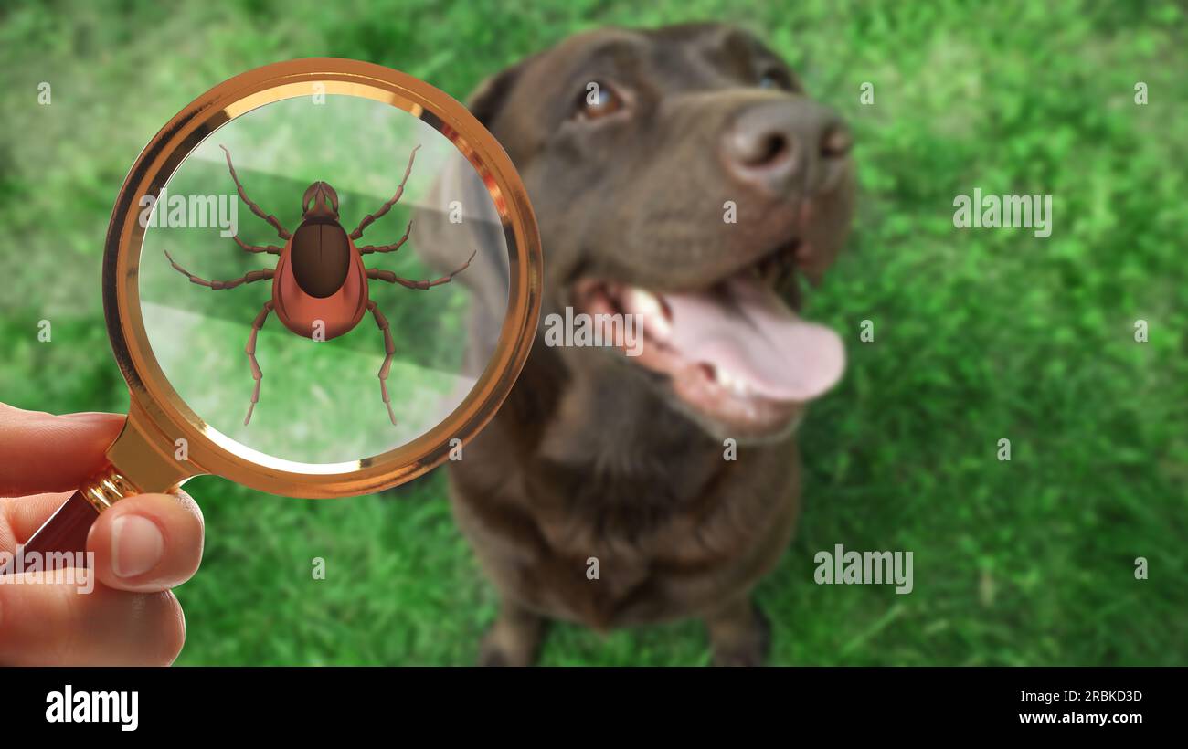 Cute dog outdoors and woman showing tick with magnifying glass ...