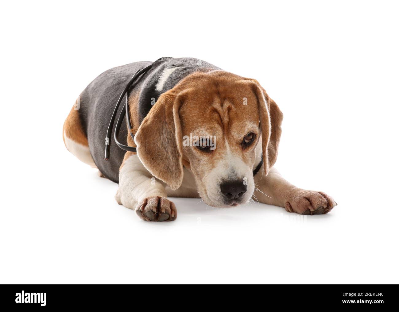Naughty Beagle dog with damaged electrical wire on white background ...