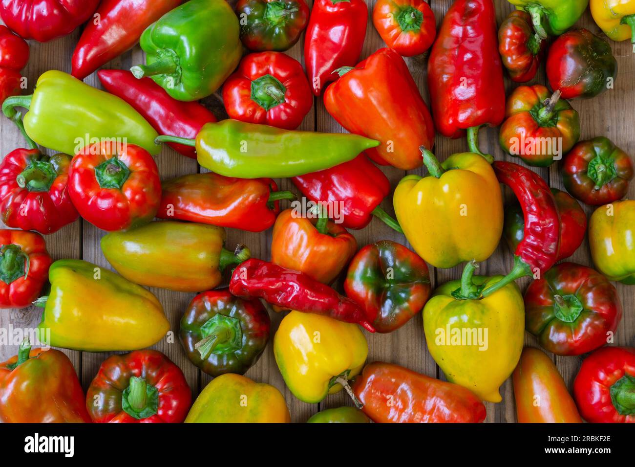 A set of different varieties of sweet peppers. Top view. close up Stock ...