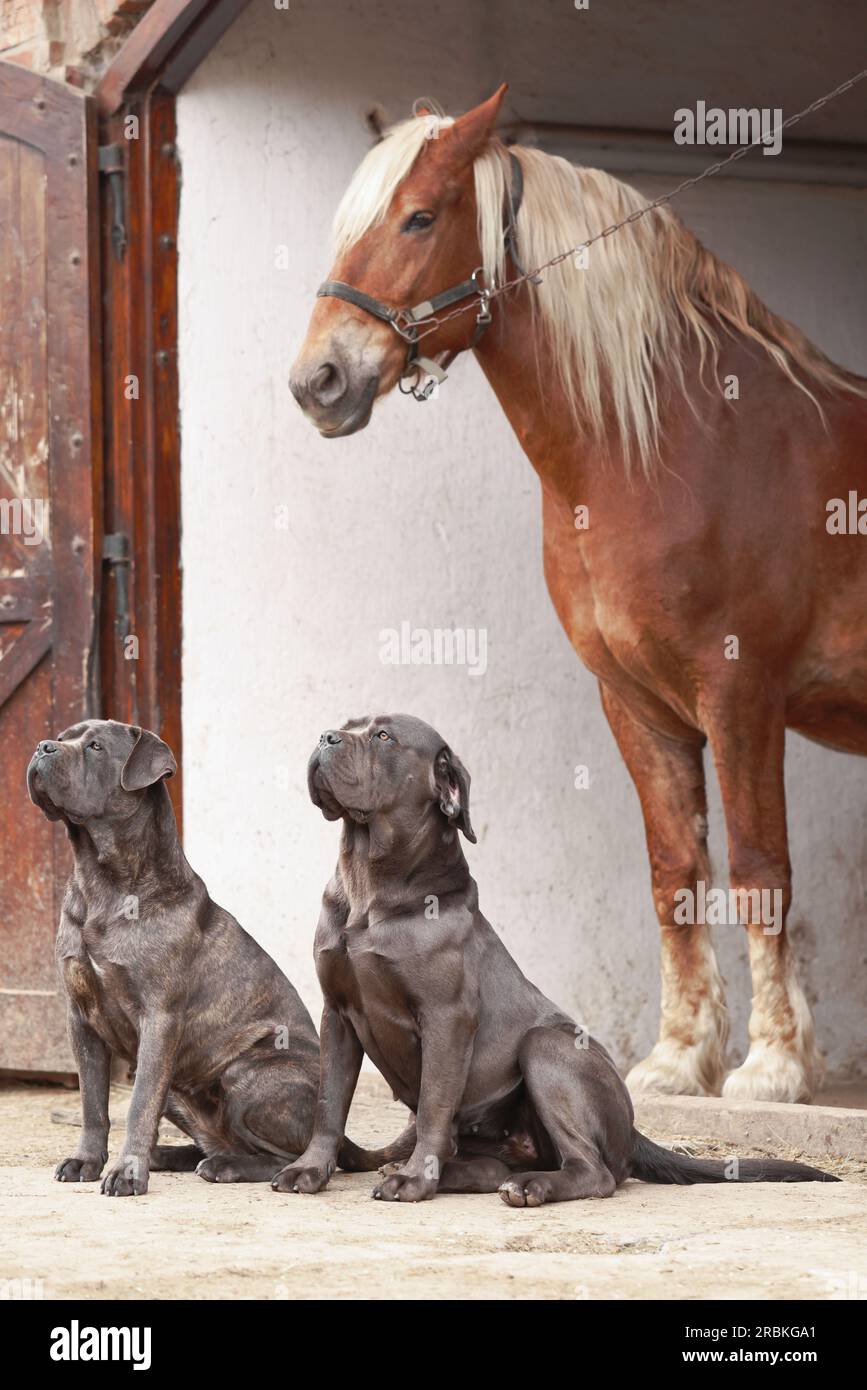 Cane Corso Horse