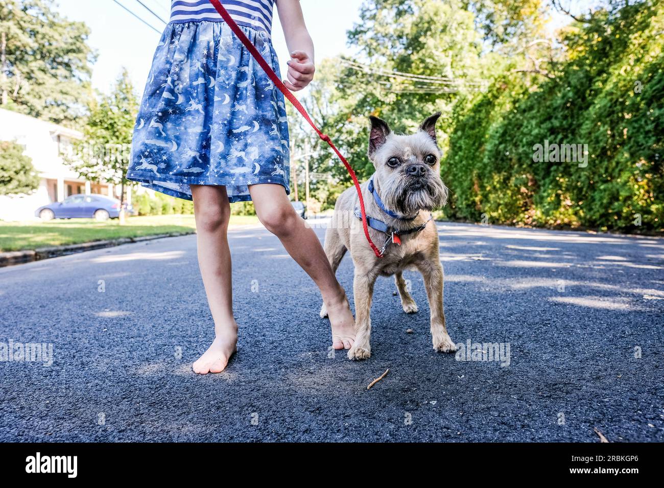 faceless image of girl and dog wearing dress standing on pavement Stock ...