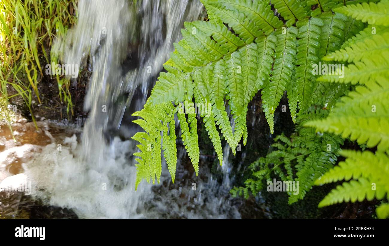 Small green ferns hi-res stock photography and images - Alamy