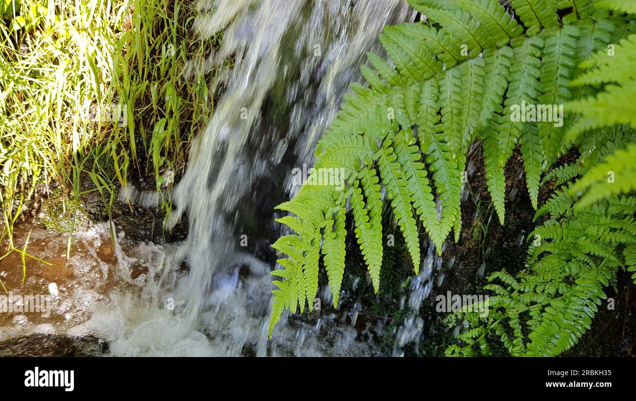 Summer ferns hi-res stock photography and images - Alamy