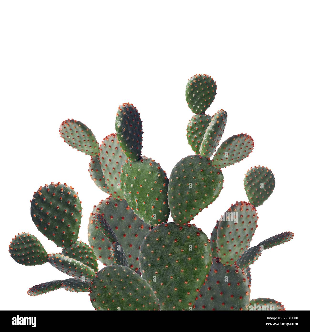 Beautiful big green cactus on white background Stock Photo - Alamy