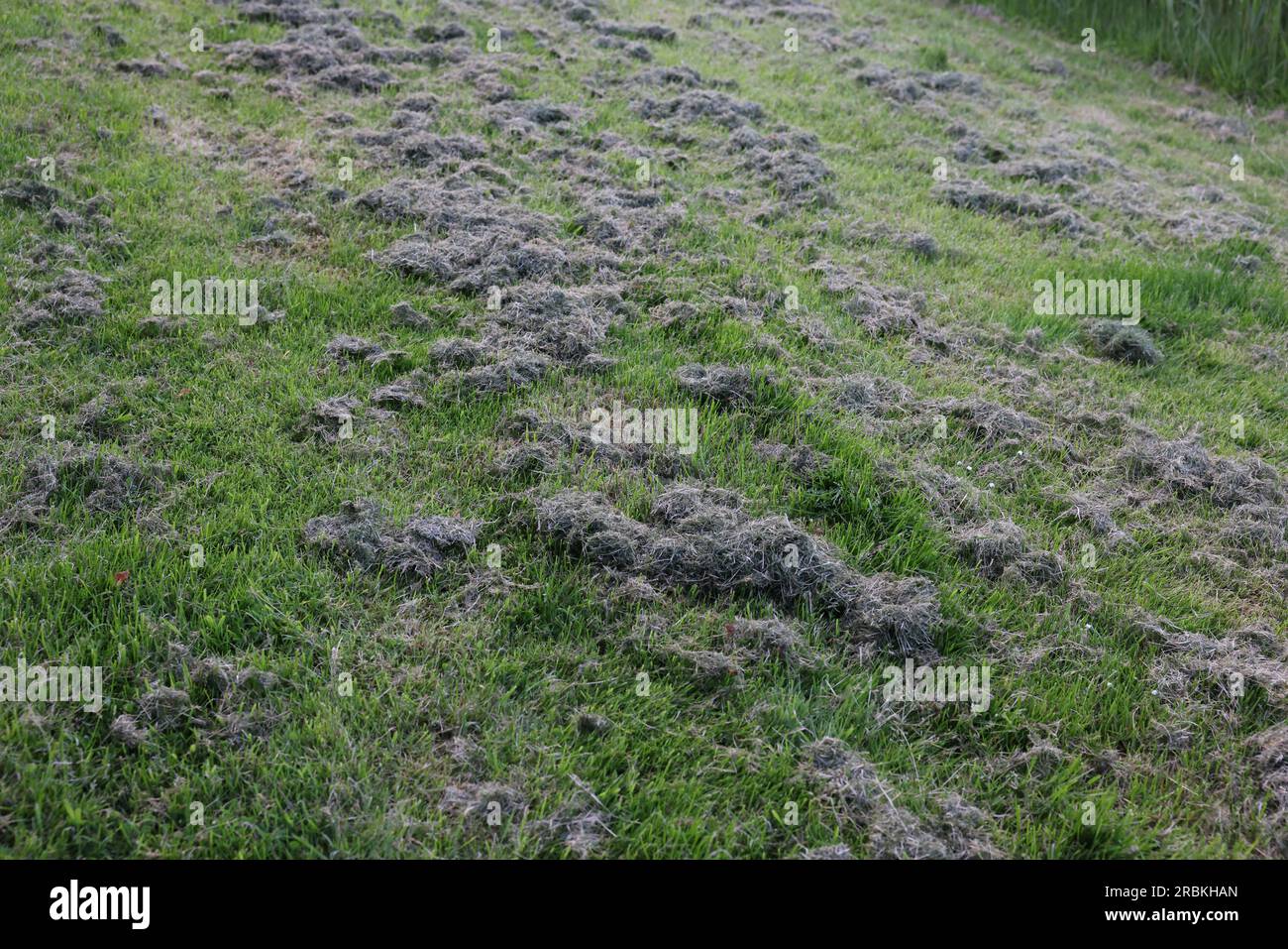 Cut green grass hi-res stock photography and images - Alamy
