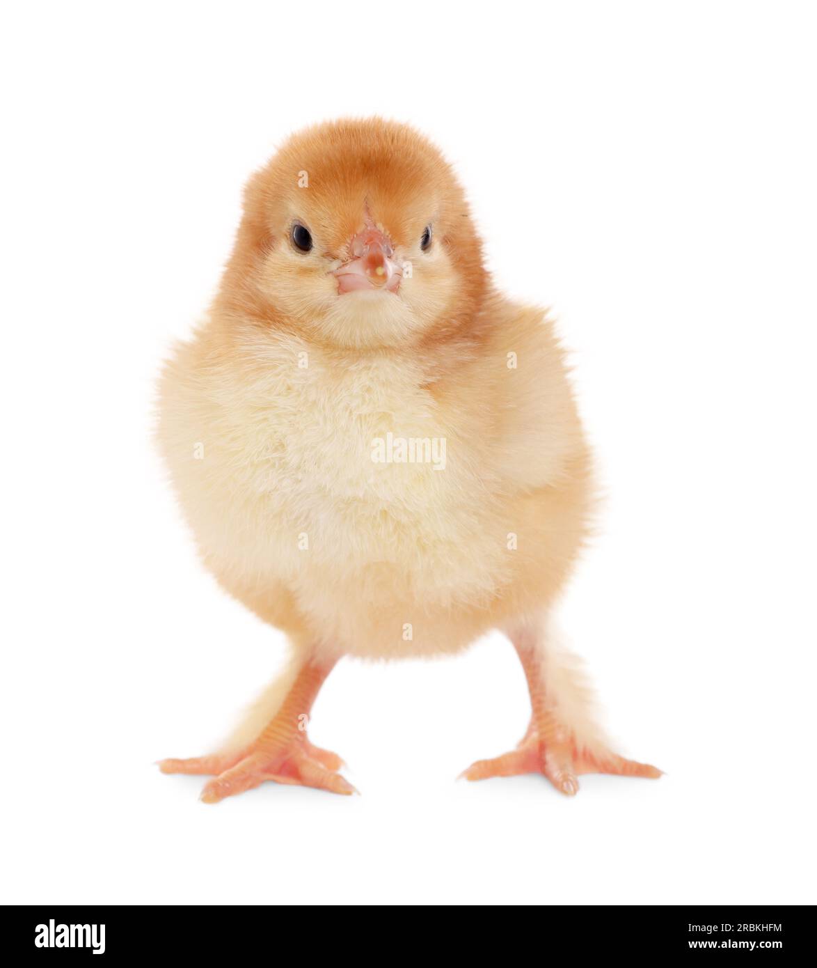 Cute fluffy baby chicken on white background Stock Photo - Alamy