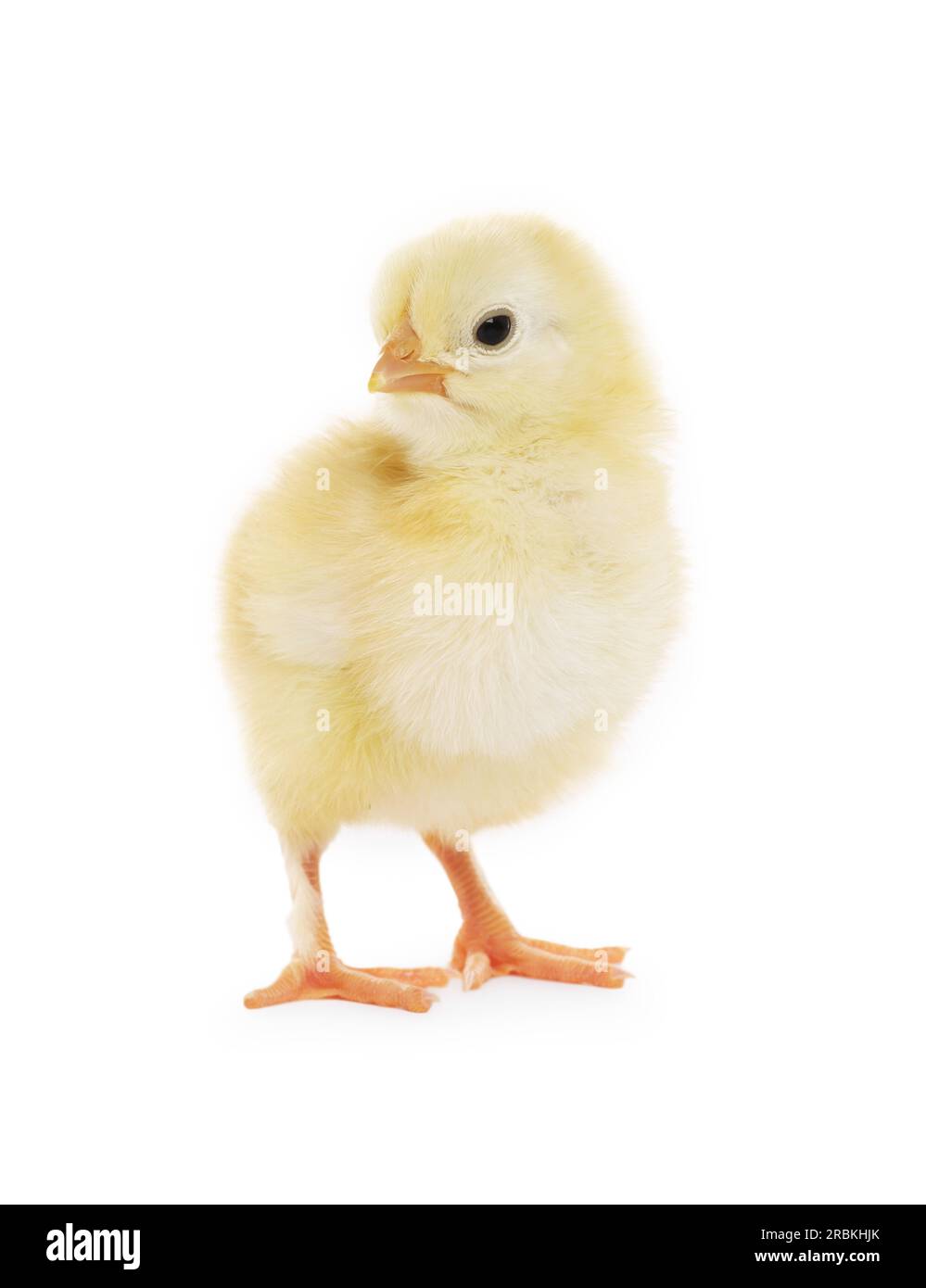 Cute fluffy baby chicken on white background Stock Photo - Alamy