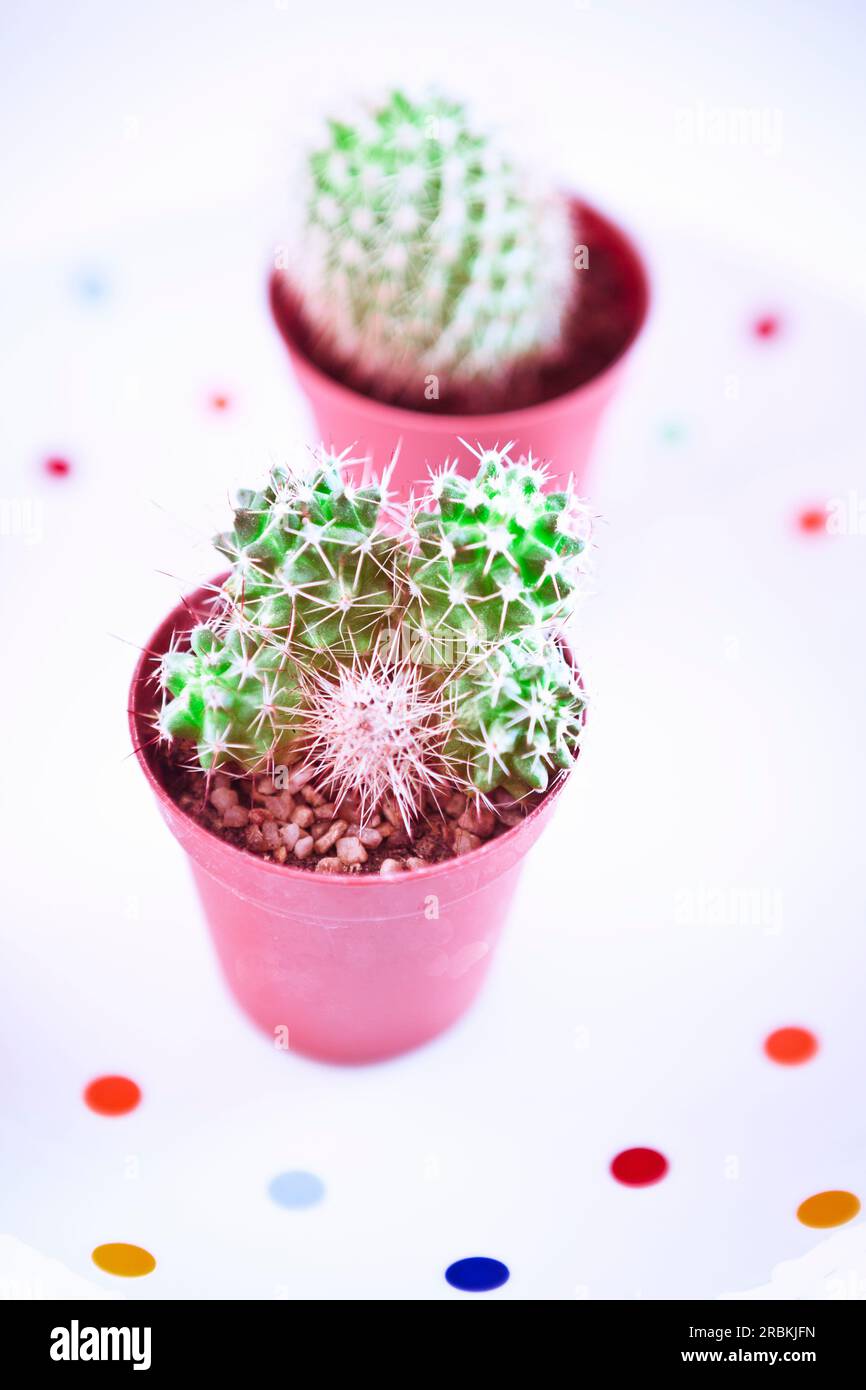 Plate cactus hi-res stock photography and images - Alamy