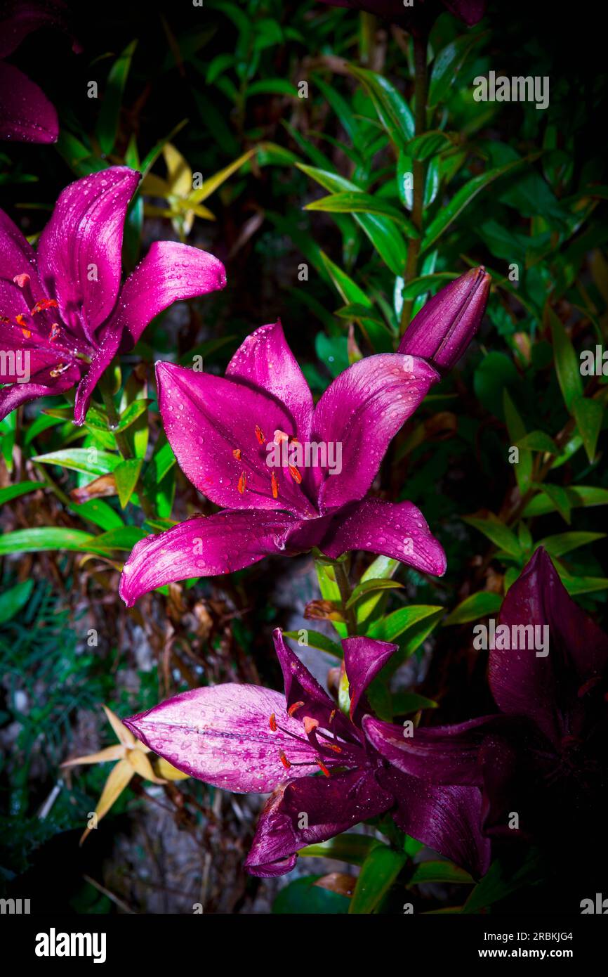 Ornamental lilies in full bloom hi-res stock photography and images - Alamy