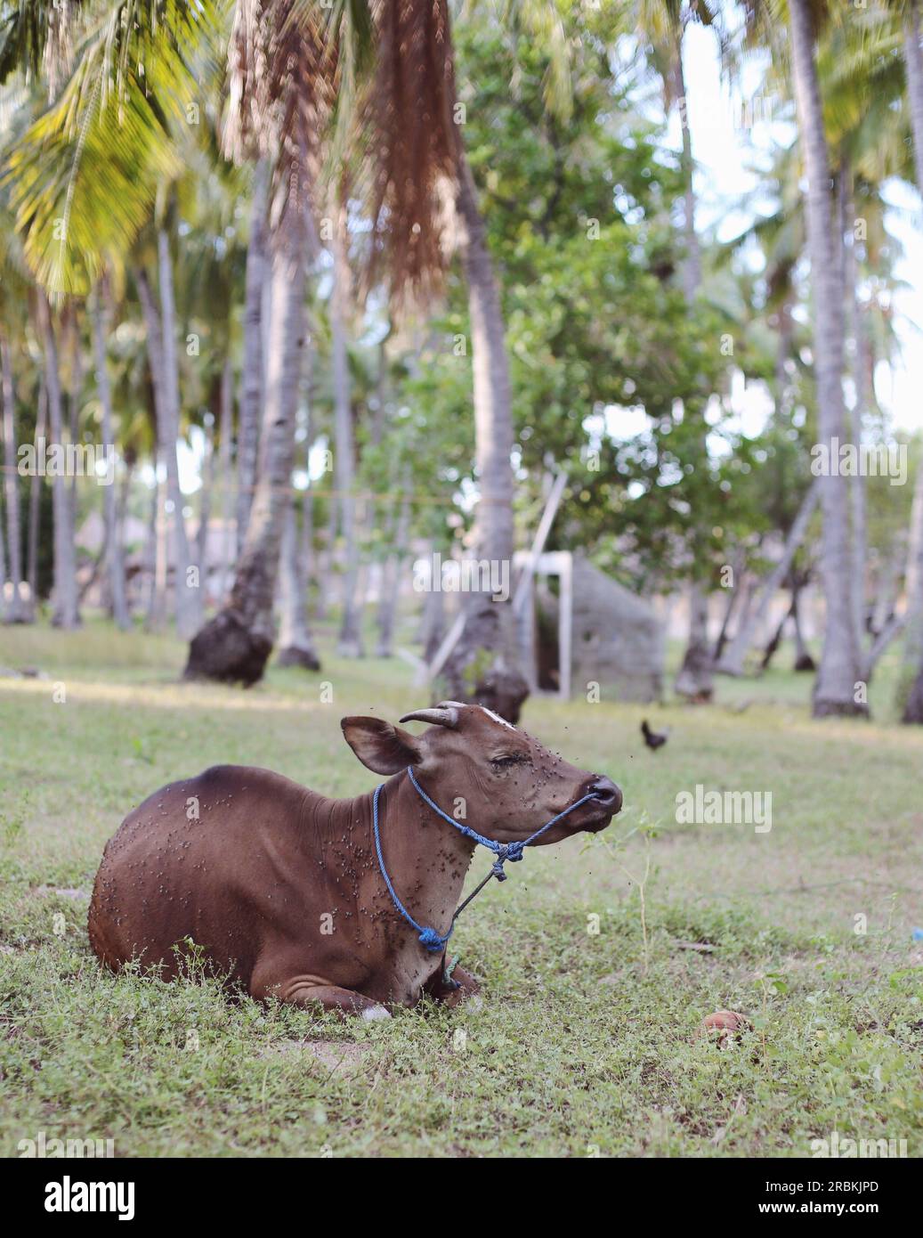 Cow on the Gili Islands Stock Photo - Alamy