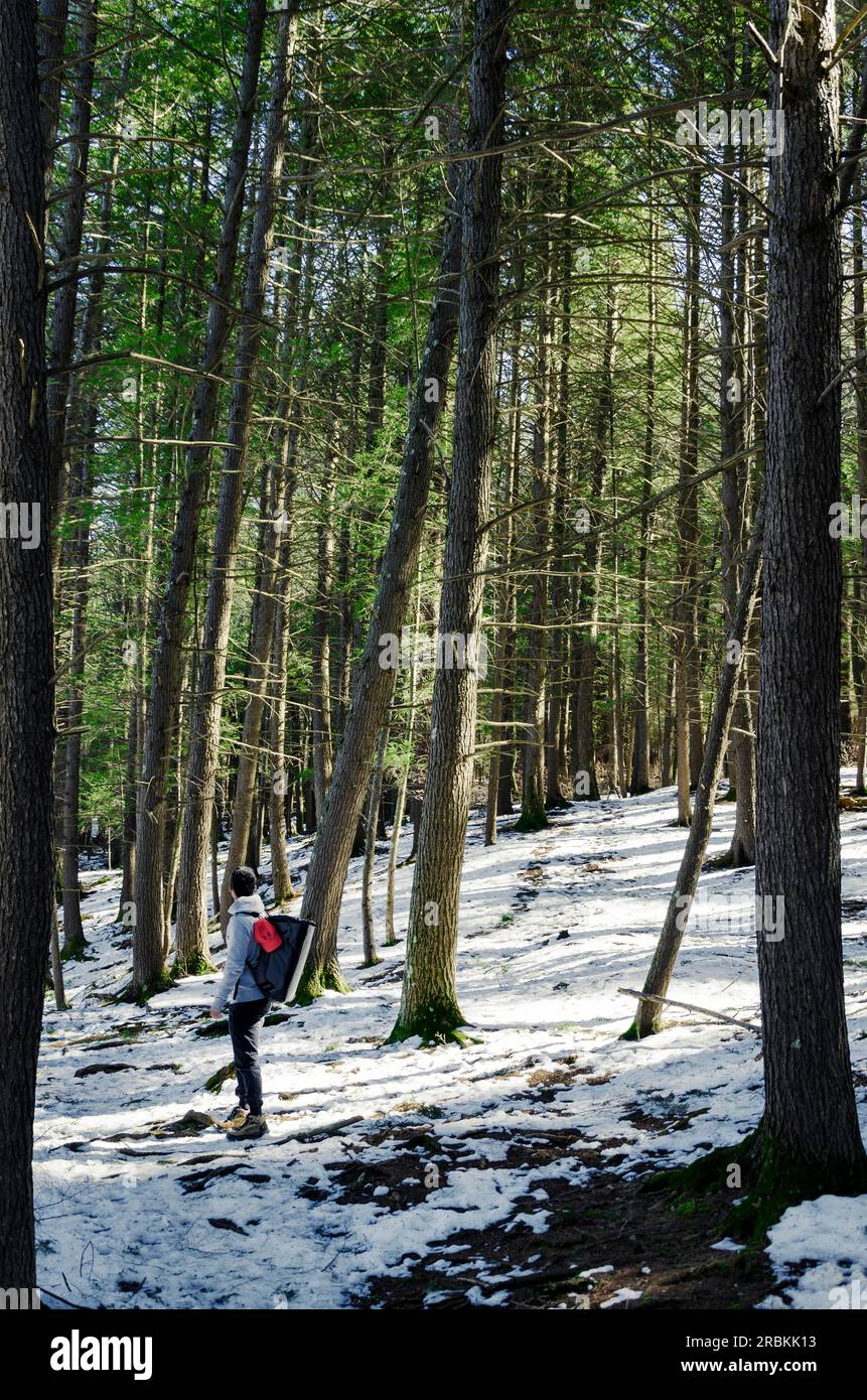 A hike through a forest in upstate New York Stock Photo - Alamy