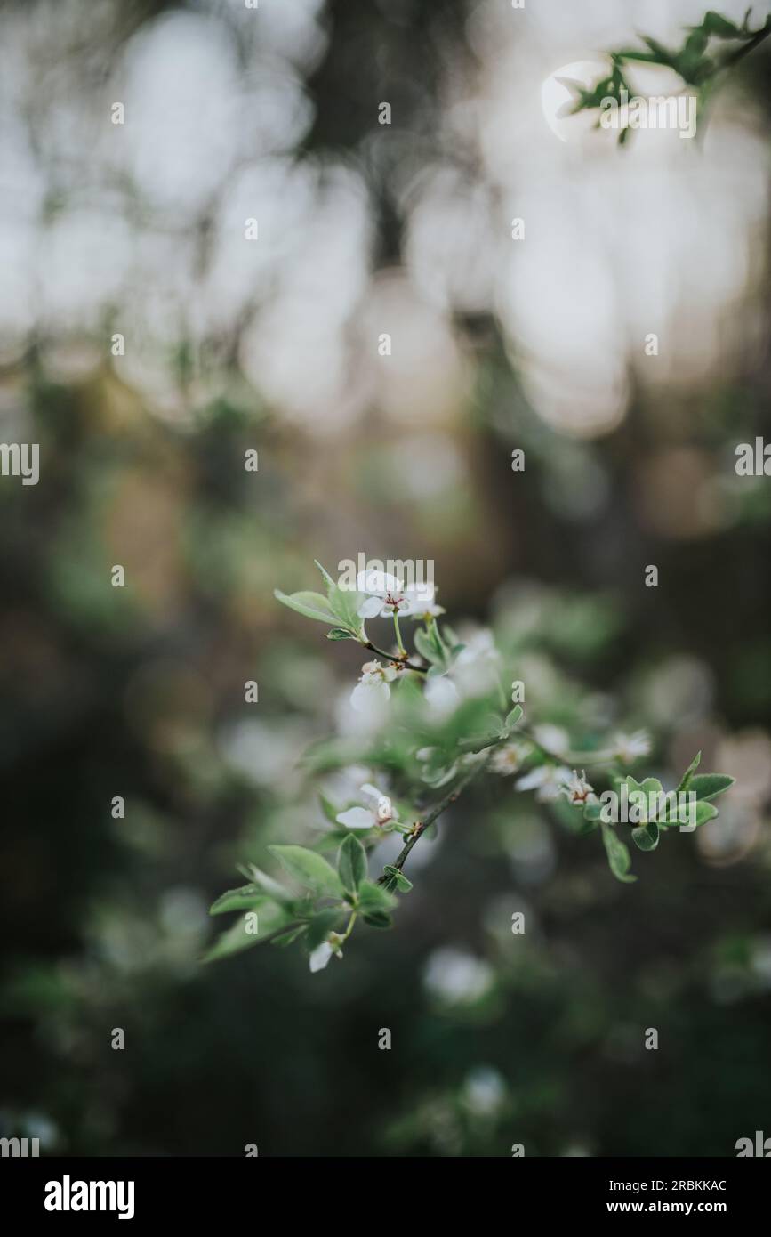 Spring blossom growing in hi-res stock photography and images - Alamy