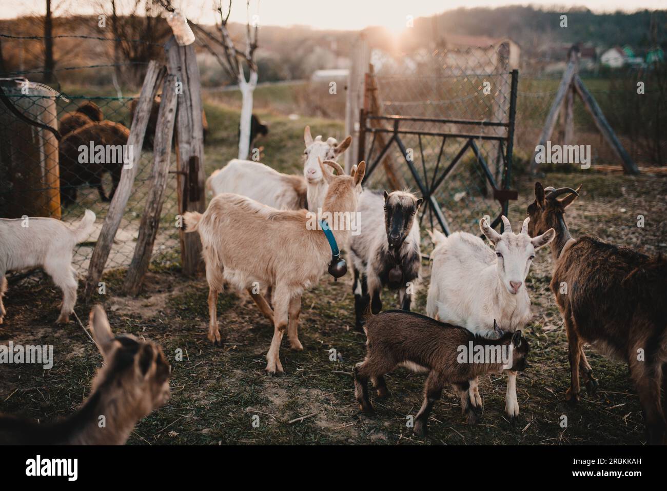 The organic goat farm Stock Photo - Alamy