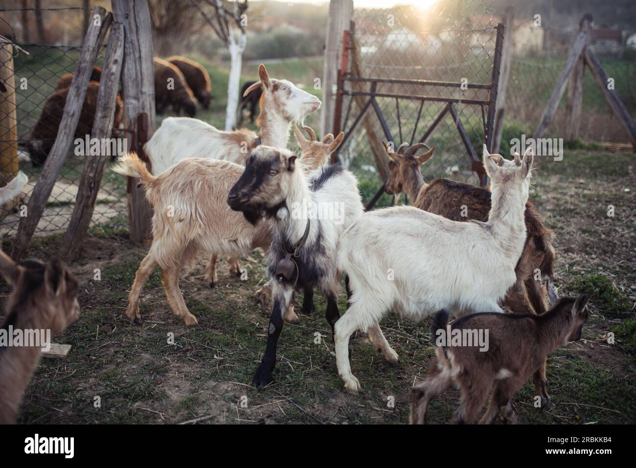 Beautiful farmer hi-res stock photography and images - Alamy