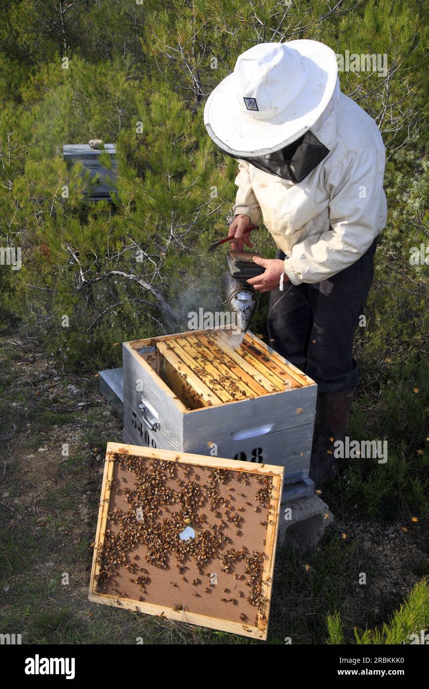 Beekeeper at work on his hives. Les Matelles near Montpellier ...