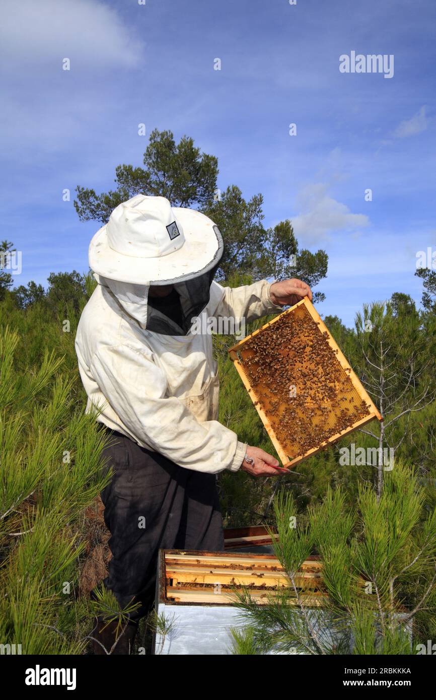 Beekeeper at work on his hives. Les Matelles near Montpellier ...