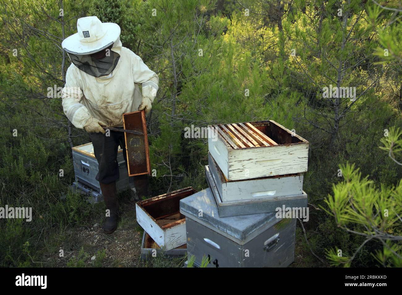 Beekeeper at work on his hives. Les Matelles near Montpellier ...