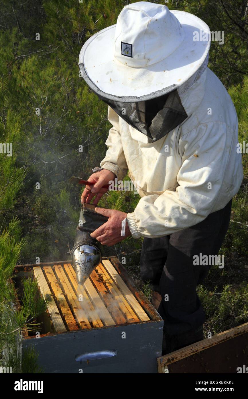 Beekeeper at work on his hives. Les Matelles near Montpellier ...
