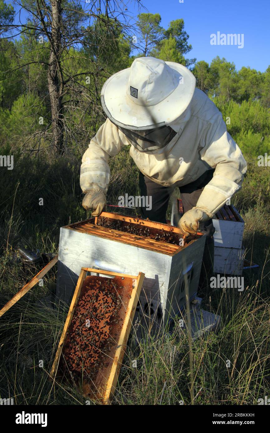 Beekeeper at work on his hives. Les Matelles near Montpellier ...