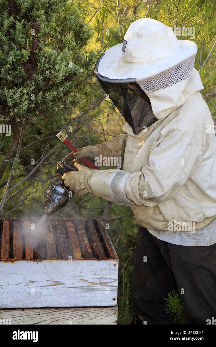 Beekeeper at work on his hives. Les Matelles near Montpellier ...