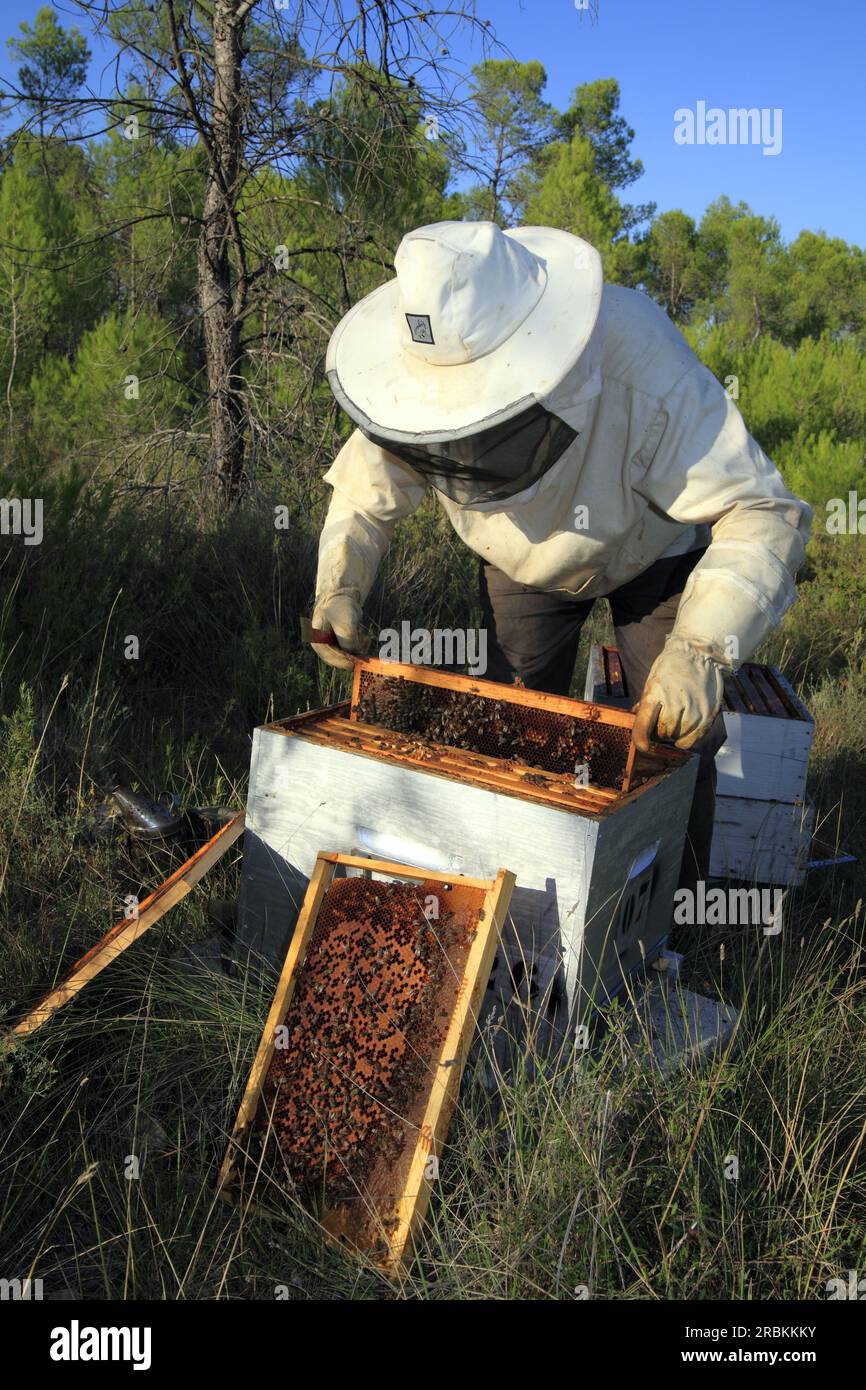 Beekeeper at work on his hives. Les Matelles near Montpellier ...