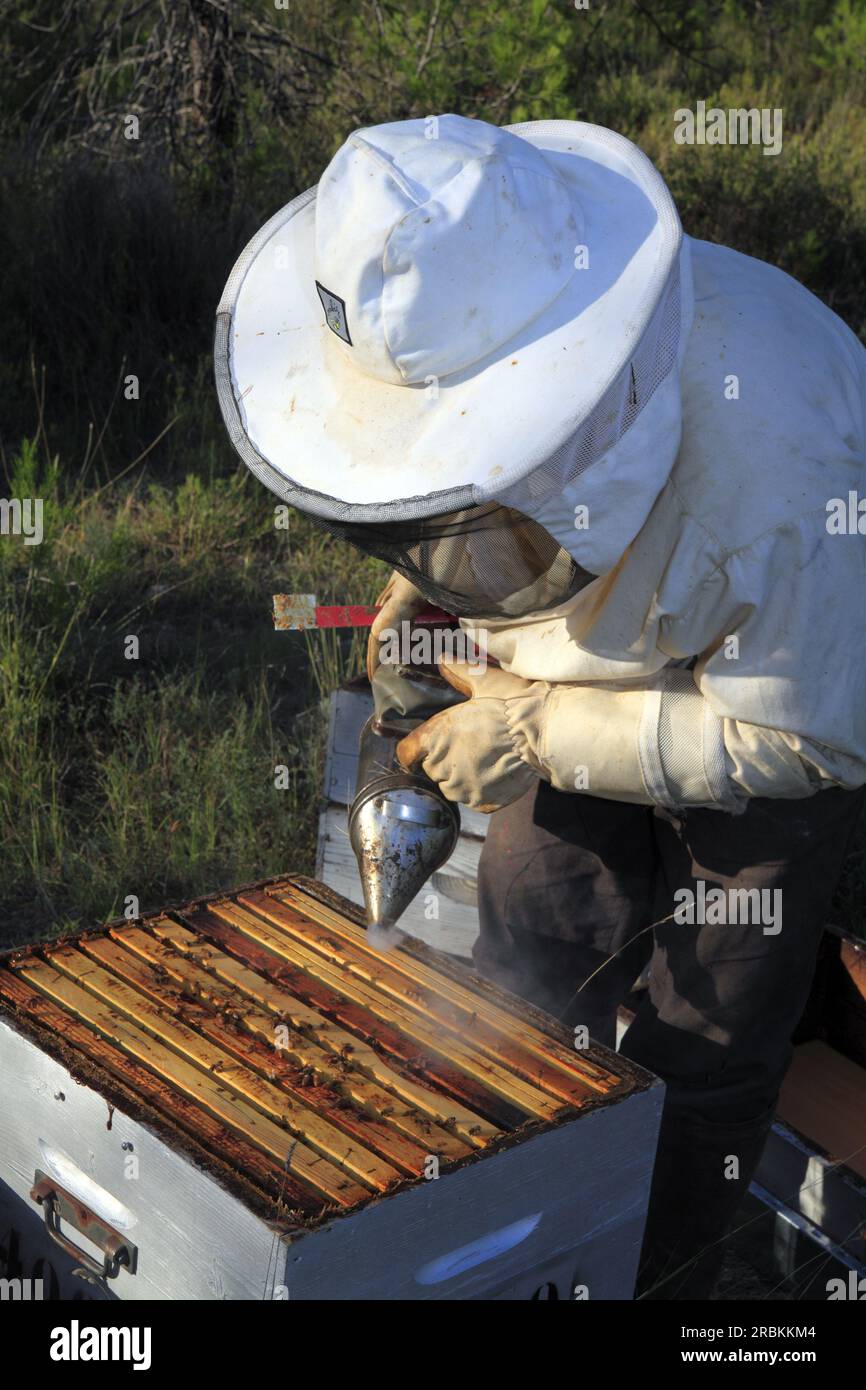 Beekeeper at work on his hives. Les Matelles near Montpellier ...