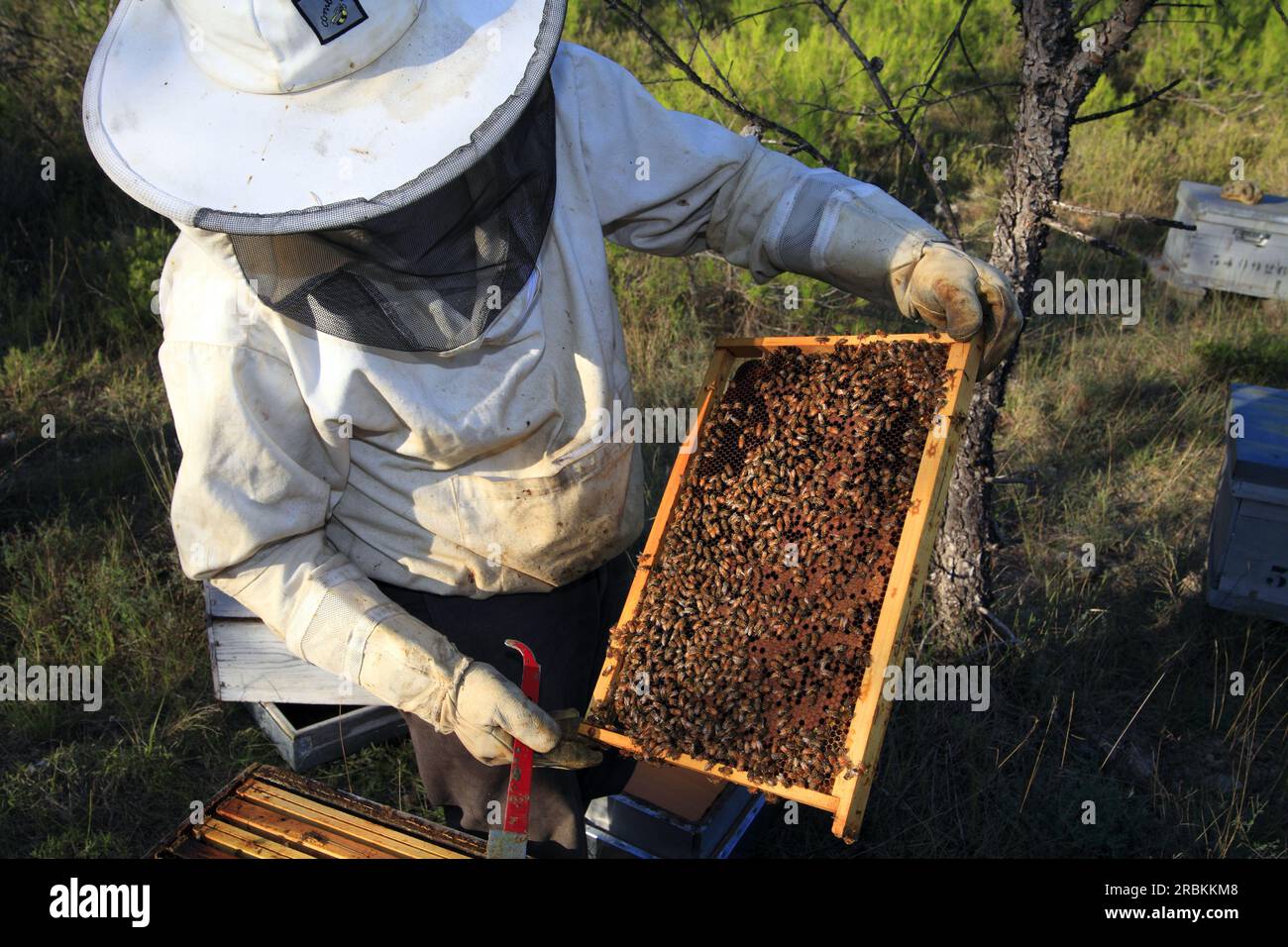 Beekeeper at work on his hives. Les Matelles near Montpellier ...