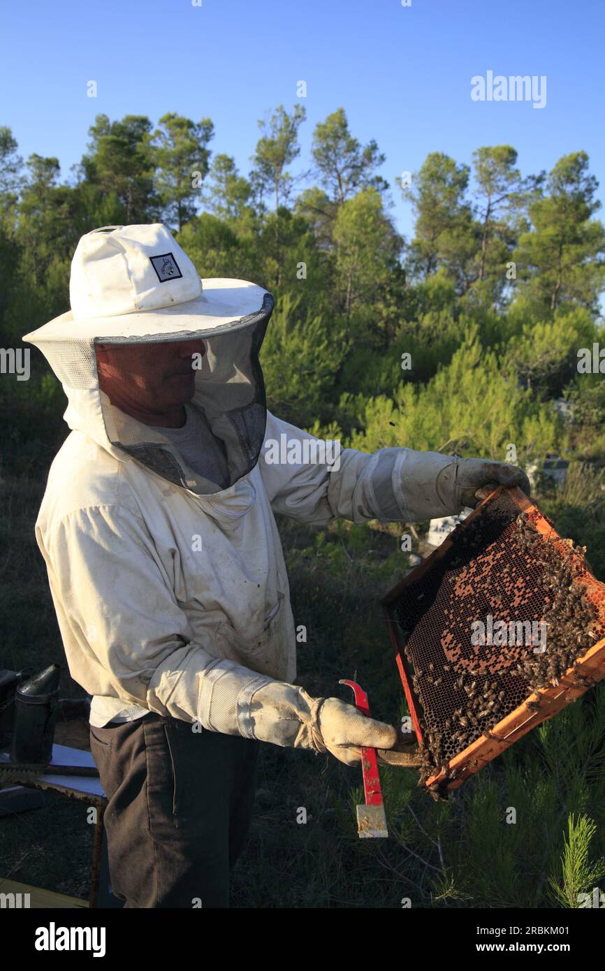 Beekeeper at work on his hives. Les Matelles near Montpellier ...