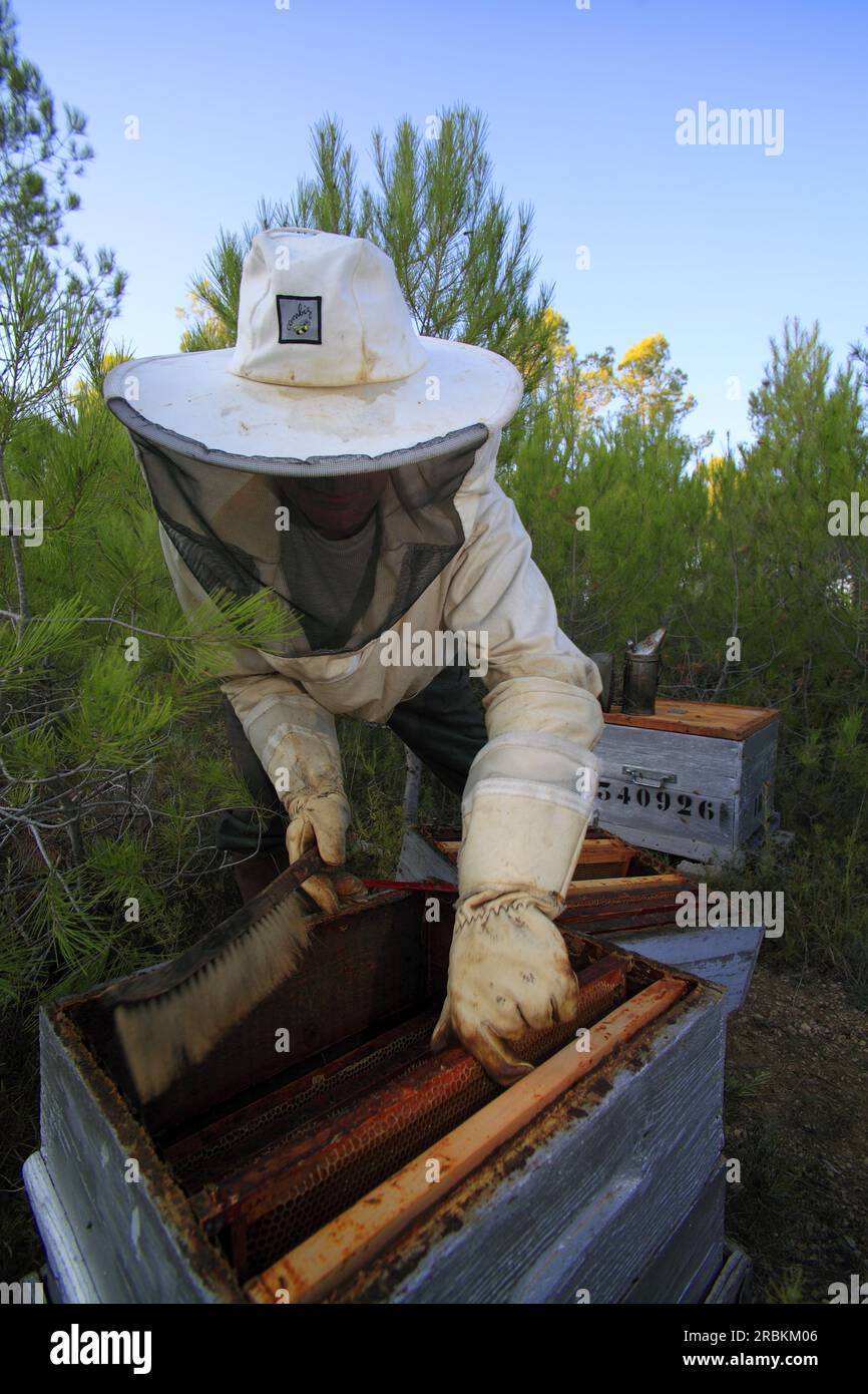 Beekeeper at work on his hives. Les Matelles near Montpellier ...