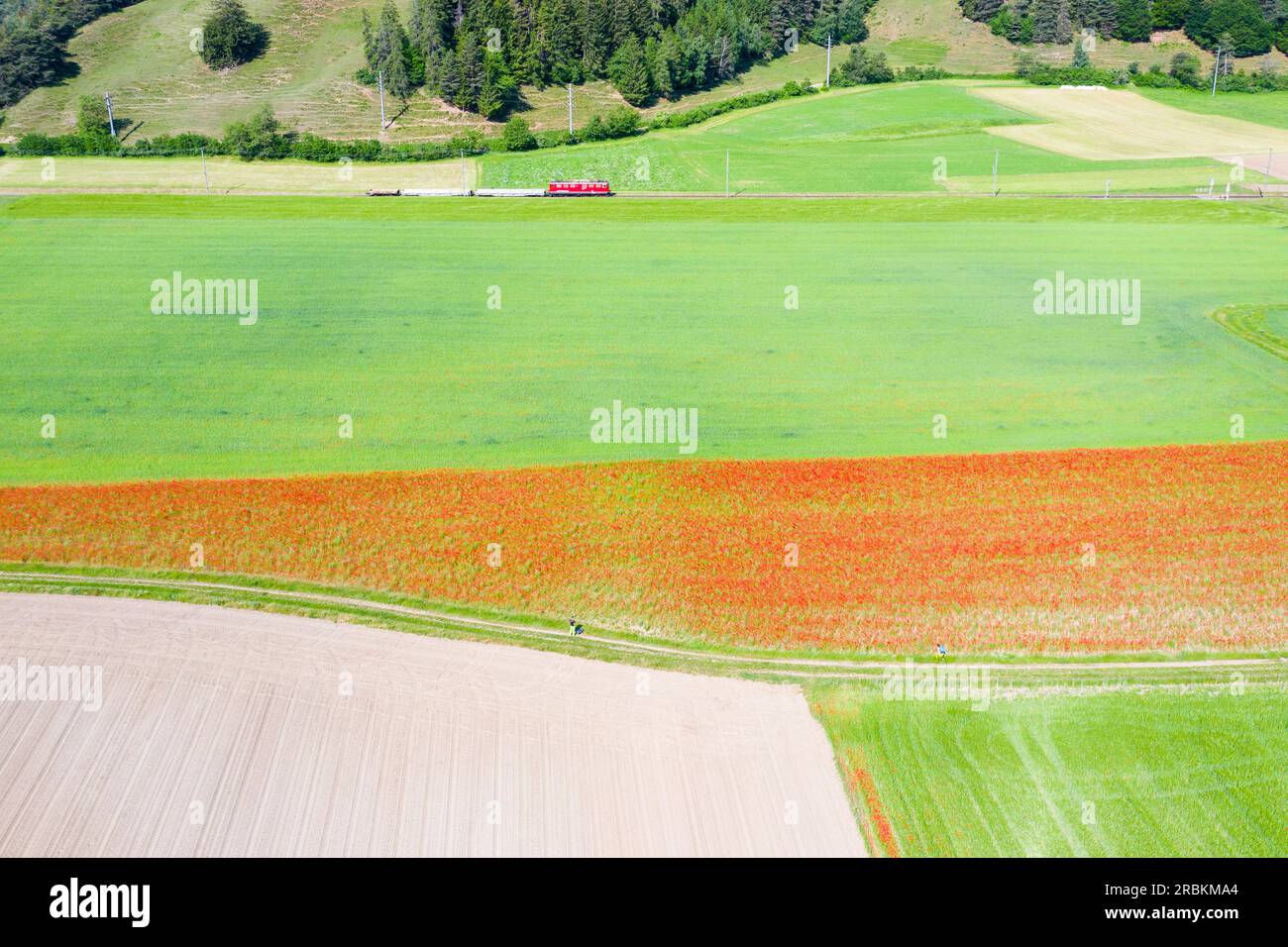 Train along farmland and fields of poppies, Bonaduz, Switzerland Stock ...