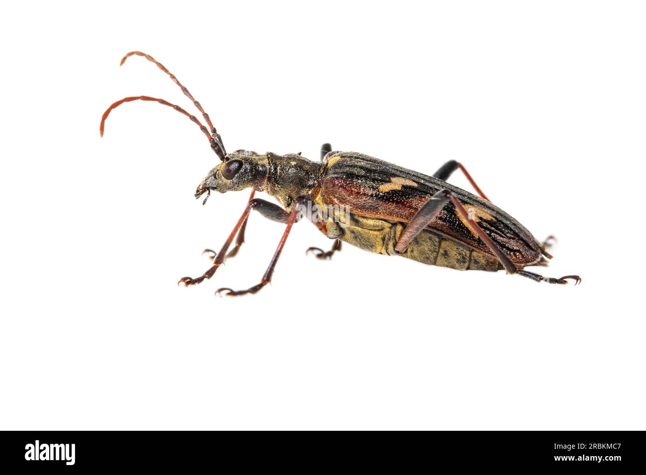 Two-banded longhorn beetle, Two banded longhorn beetle (Rhagium ...