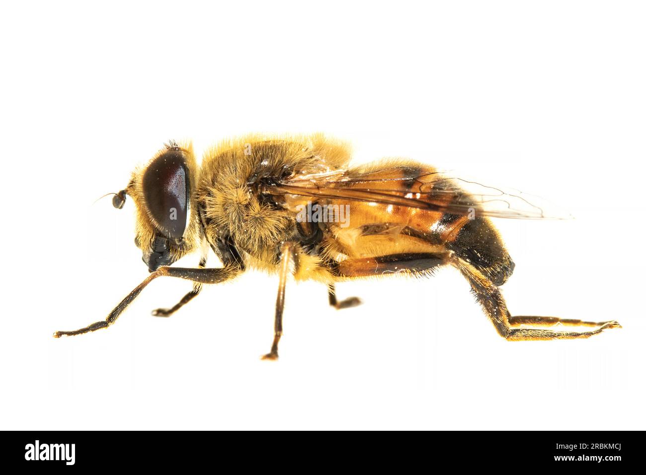 Drone fly rattailed maggot eristalis tenax hi-res stock photography and ...