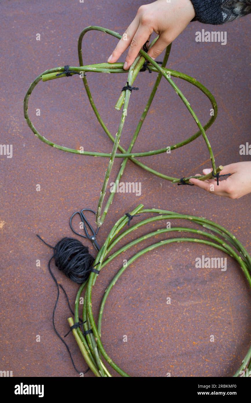 European red squirrel, Eurasian red squirrel (Sciurus vulgaris ...