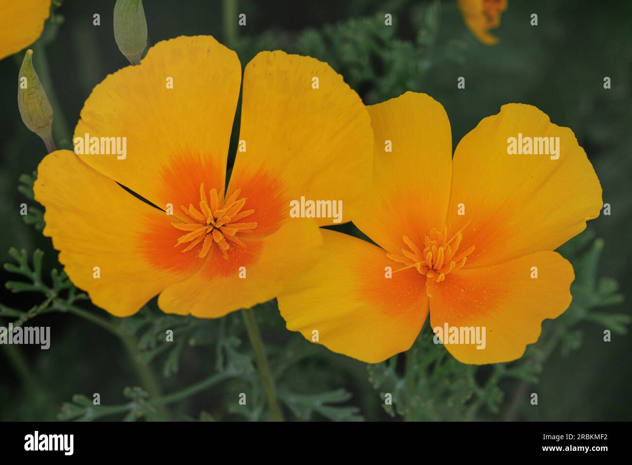Californian poppy, California poppy, gold poppy (Eschscholzia ...