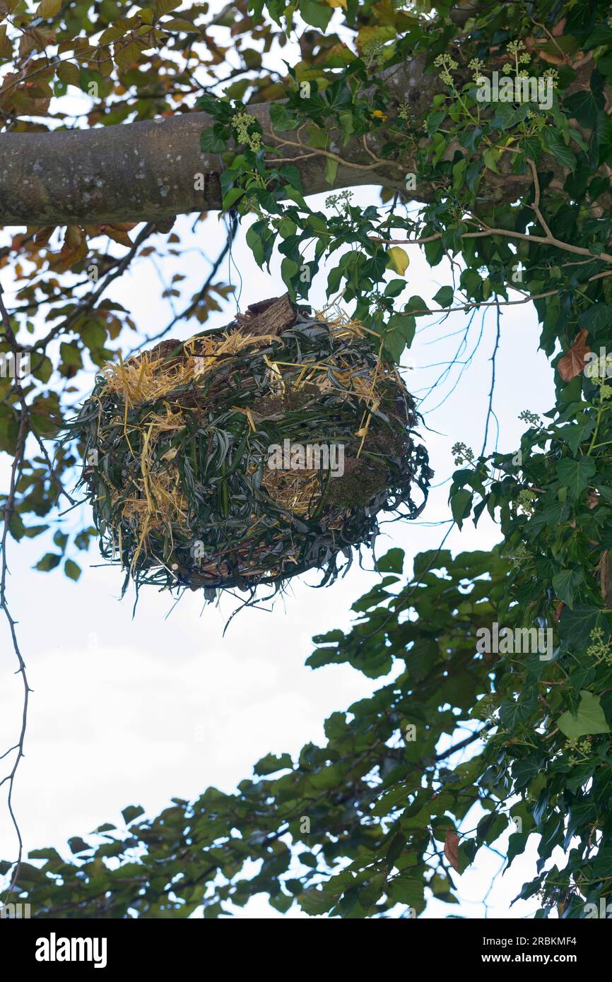 European red squirrel, Eurasian red squirrel (Sciurus vulgaris ...