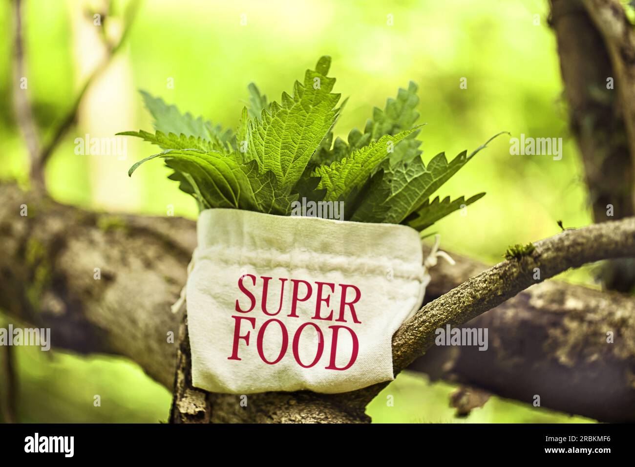 common nettle, stinging nettle, nettle leaf, nettle, stinger (Urtica ...