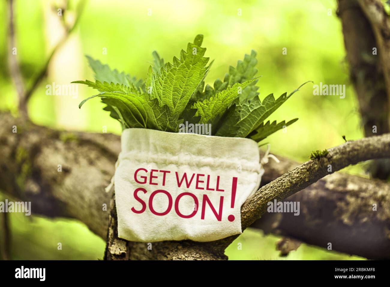 common nettle, stinging nettle, nettle leaf, nettle, stinger (Urtica ...