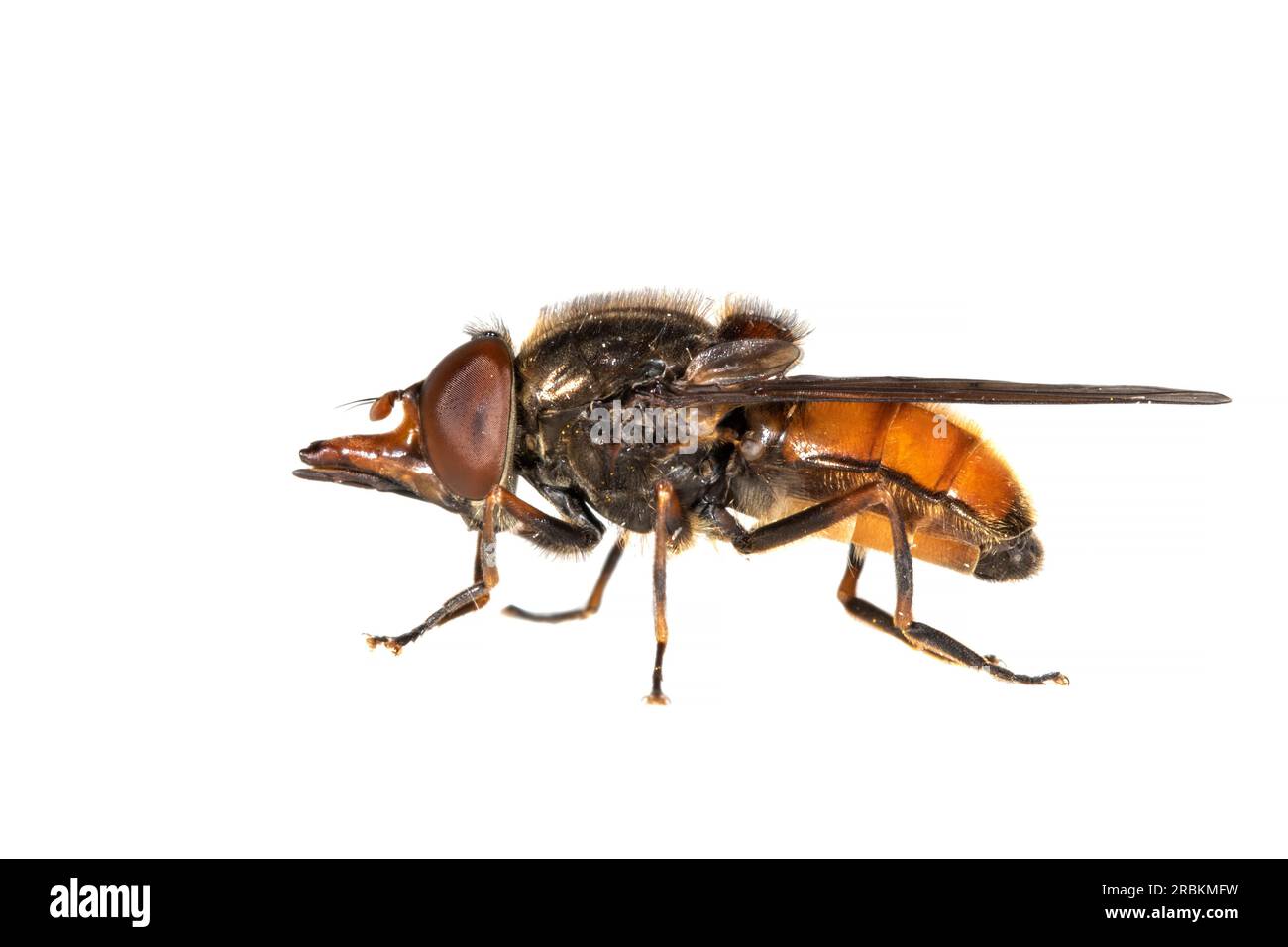 Common Snout-hoverfly (Rhingia campestris), side view, cut out ...