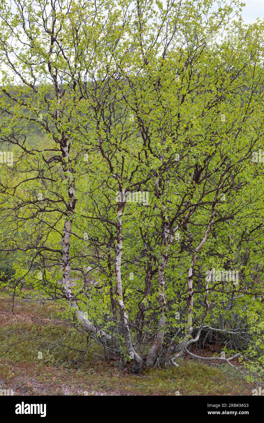 downy birch, moor birch, white birch, downy-birch, moor-birch, white ...