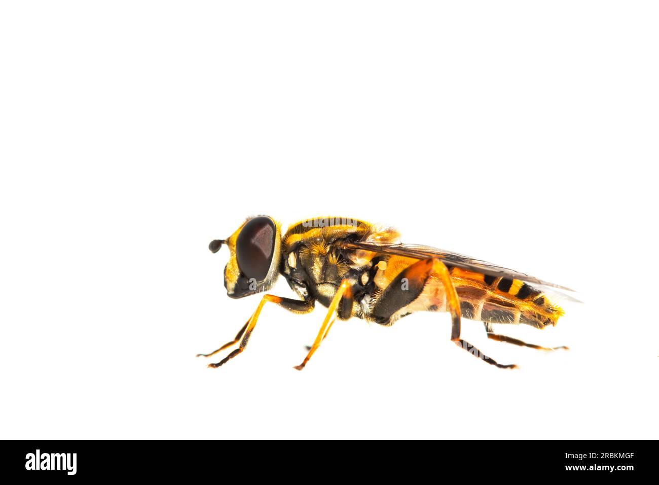 Tiger Marsh Fly (Helophilus pendulus), side view, cut out, Netherlands ...